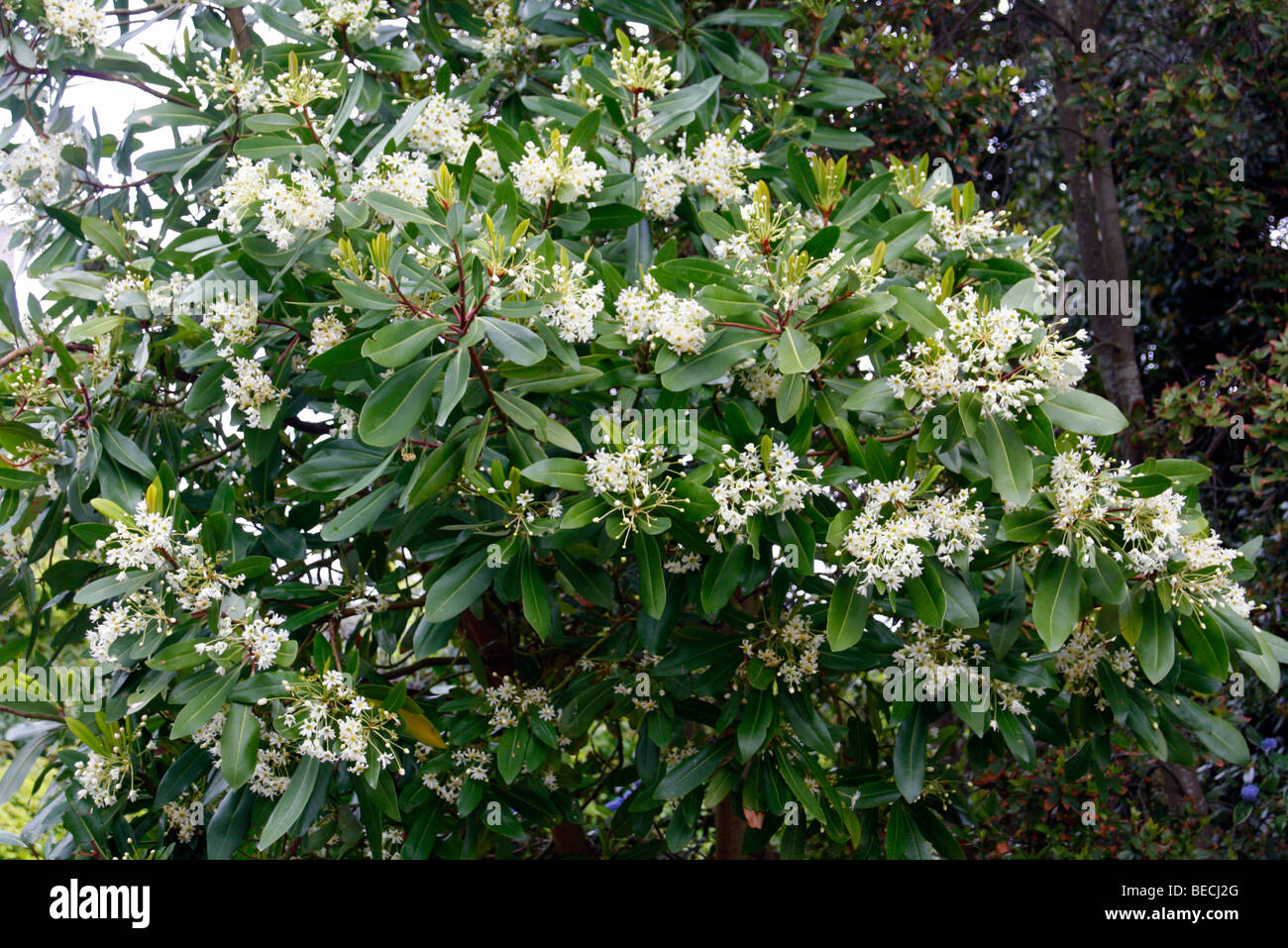 Drimys winteri AGM Stock Photo - Alamy