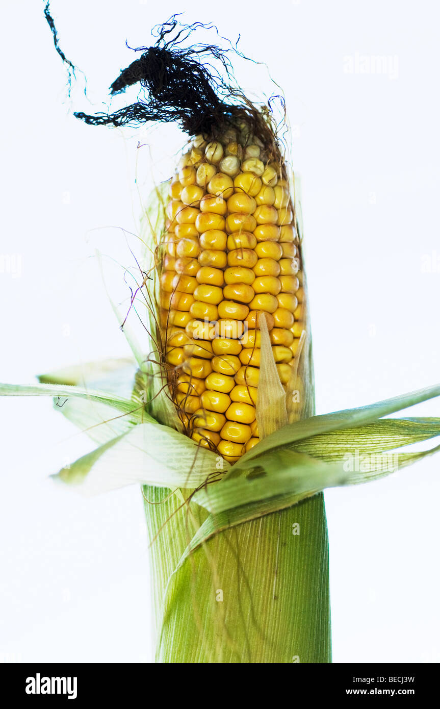 Newly cropped corn Stock Photo - Alamy