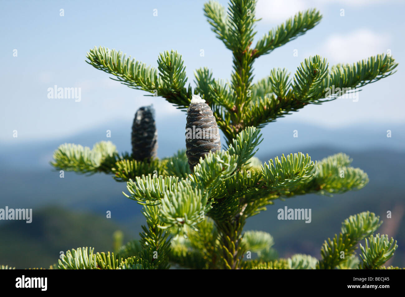 Balsam Fir High Resolution Stock Photography and Images - Alamy