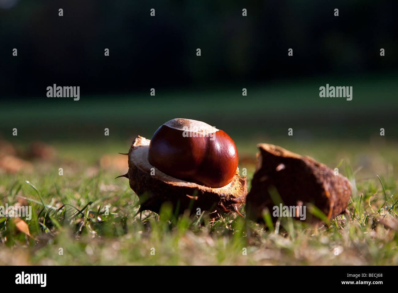 Conker In Case High Resolution Stock Photography and Images - Alamy
