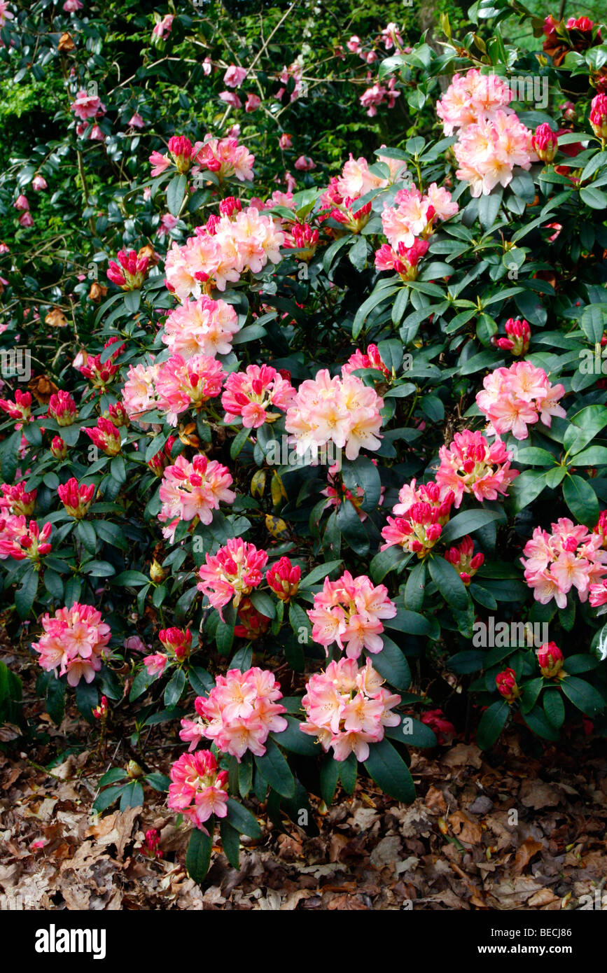 Wiseman hi-res stock photography and images - Alamy