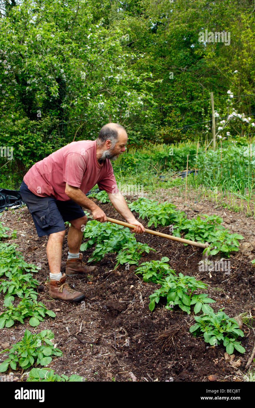 Ridging early potato charlotte may african hoe hi-res stock photography ...