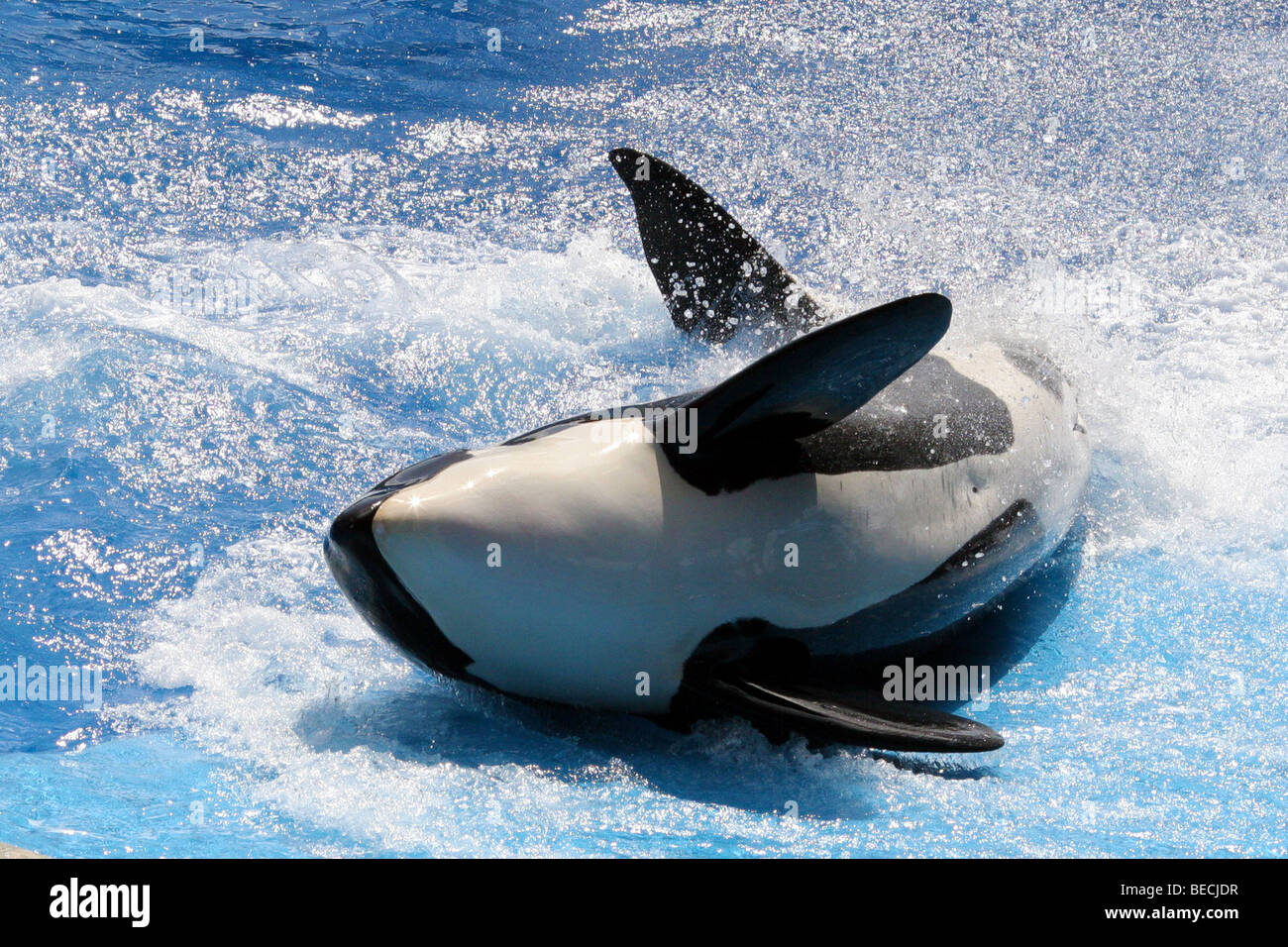 Orca sea world hi-res stock photography and images - Alamy