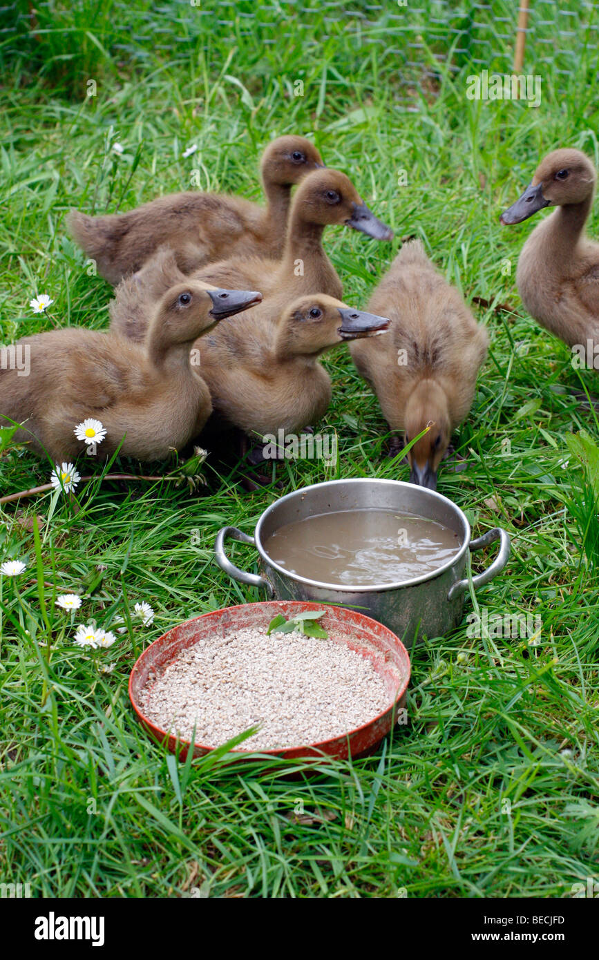 Campbell young hi-res stock photography and images - Alamy