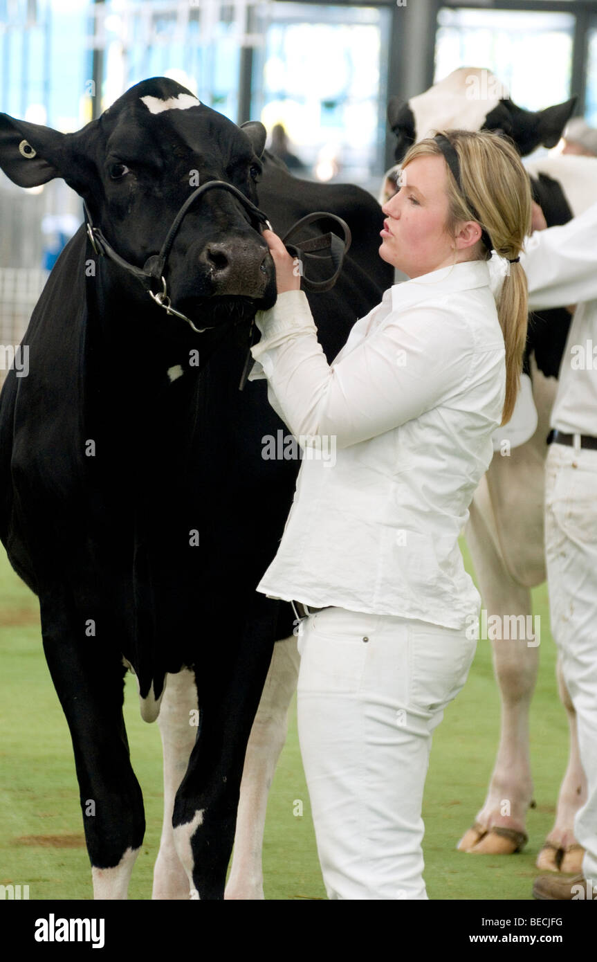 Dairy cattle judging at Royal Melbourne Show, Australia Stock Photo - Alamy