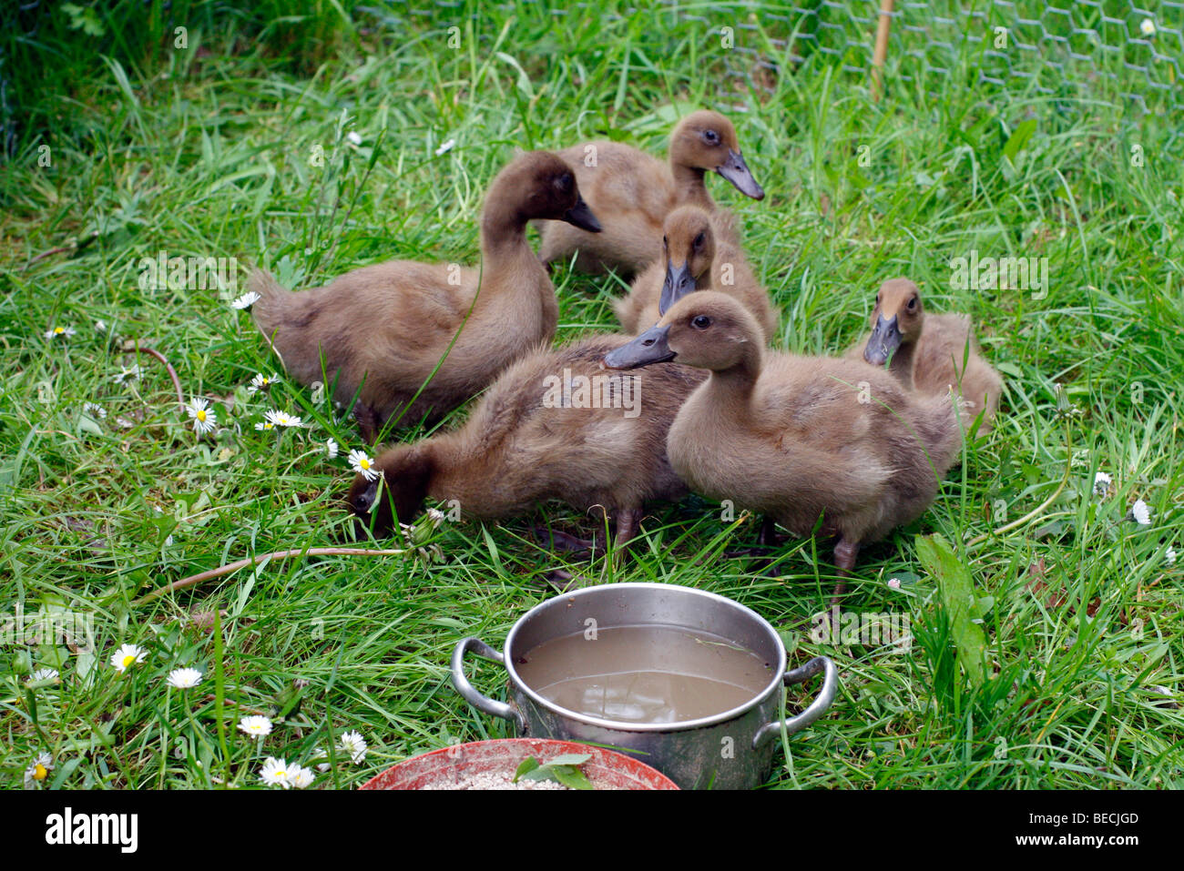 3 week old Khaki Campbell ducklings Stock Photo - Alamy