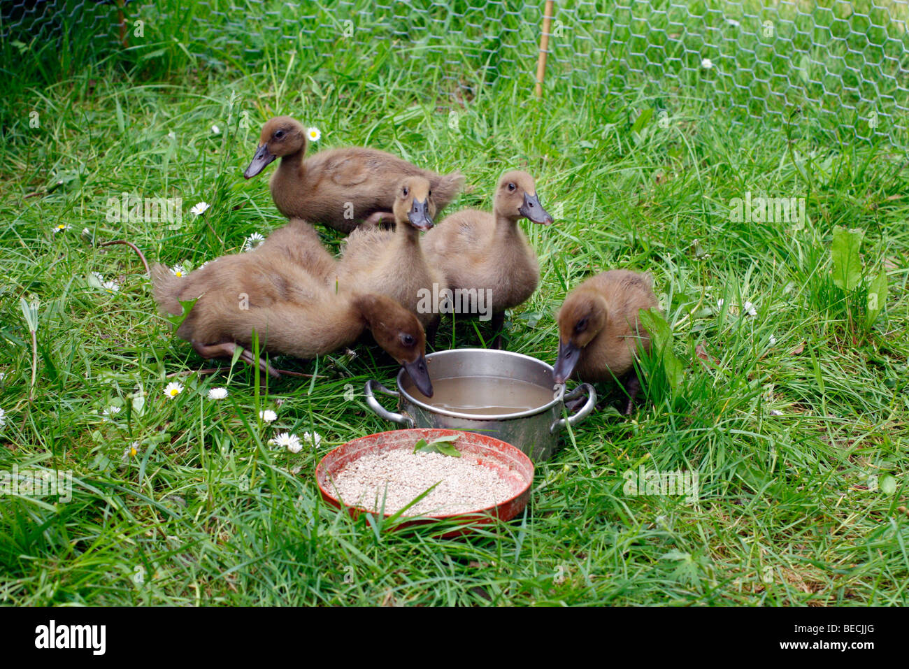 3 week old Khaki Campbell ducklings Stock Photo - Alamy