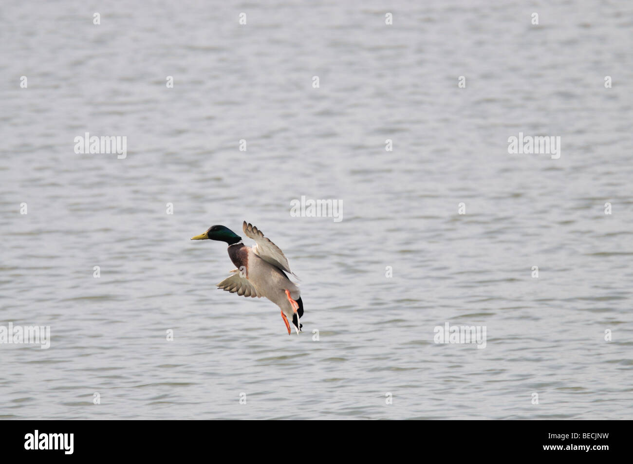 Duck landing on a lake Stock Photo - Alamy