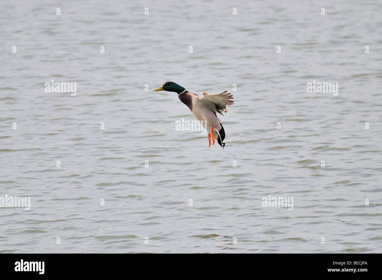 Duck landing on lake Stock Photo - Alamy