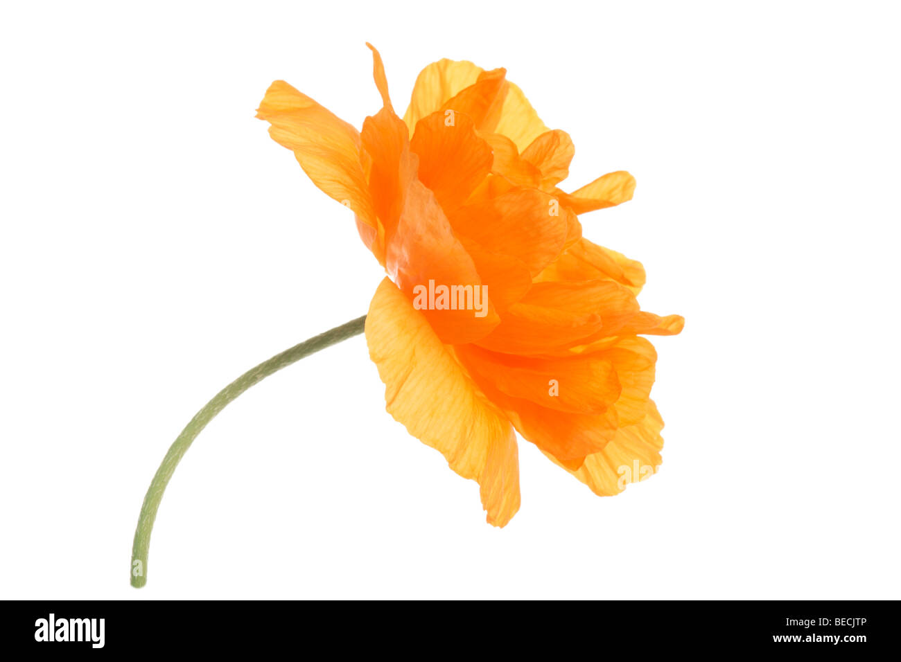 Orange poppy hi-res stock photography and images - Alamy