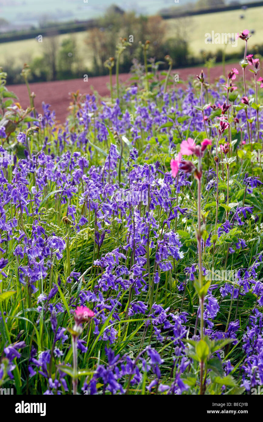 Hyacinthoides non-scripta - native bluebells on a UK westcountry bank ...