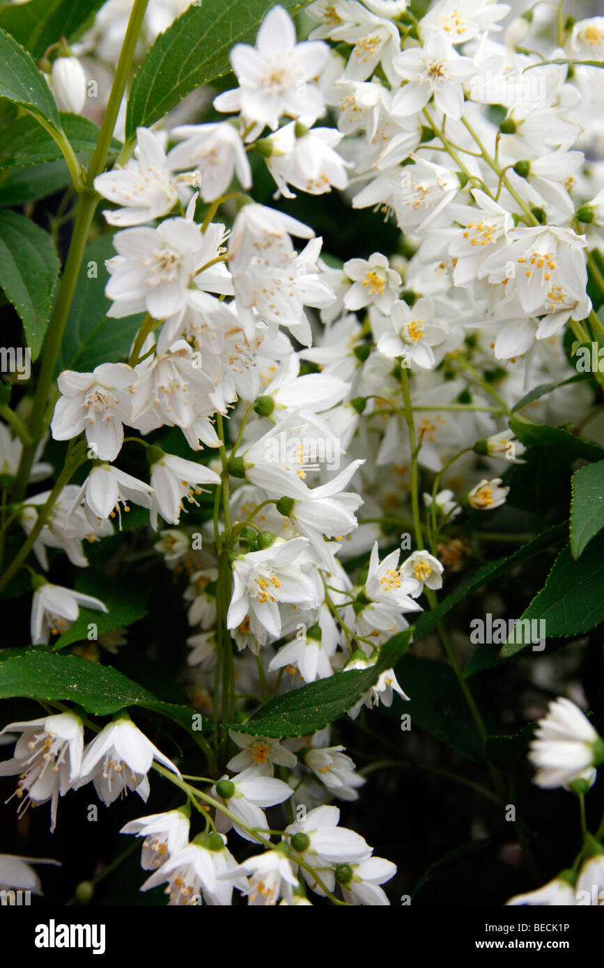 Deutzia gracilis hi-res stock photography and images - Alamy