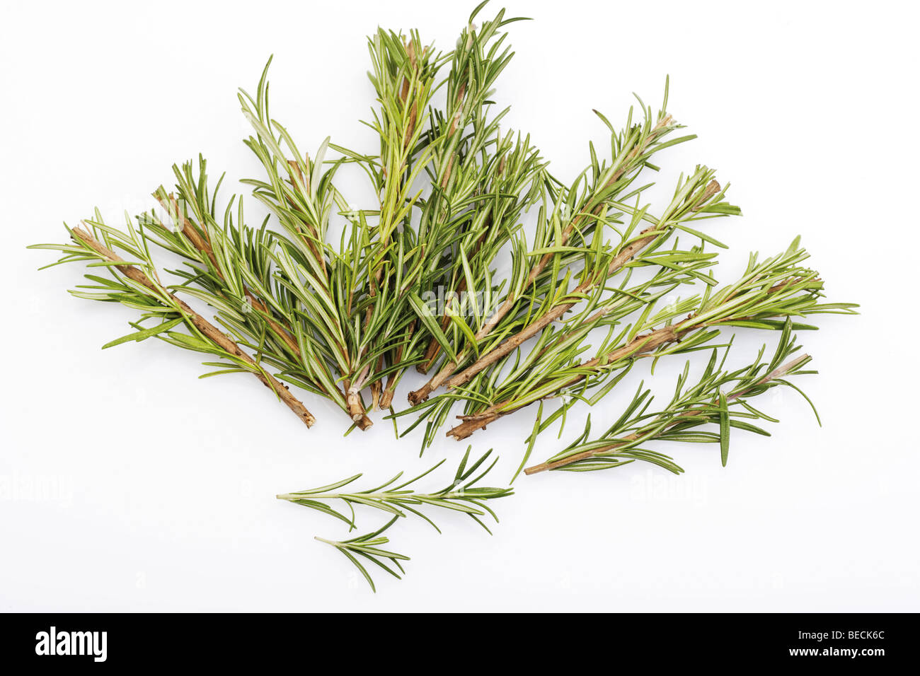 Sprigs of Rosemary Stock Photo - Alamy