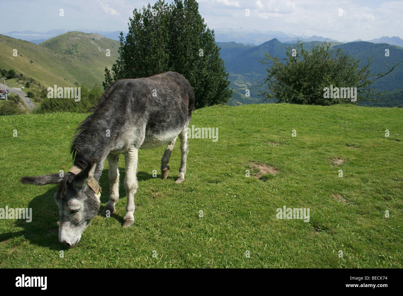 Donkey grazing in the Pyrenees near the village of Aussurucq, Basque ...