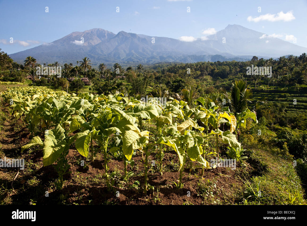 Tobacco plantations hi-res stock photography and images - Alamy