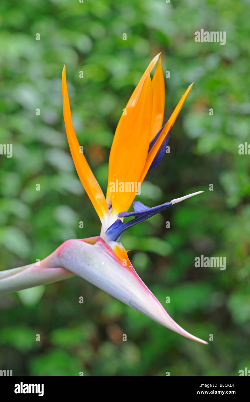 Crane Flower (Strelitzia reginae), Souh Africa Stock Photo - Alamy