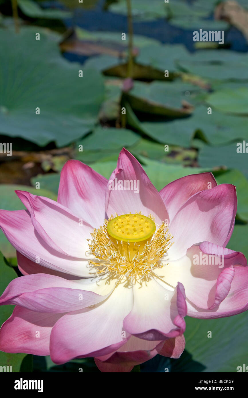 Lotus flower. Dal Lake. Srinagar. Kashmir. India Stock Photo - Alamy