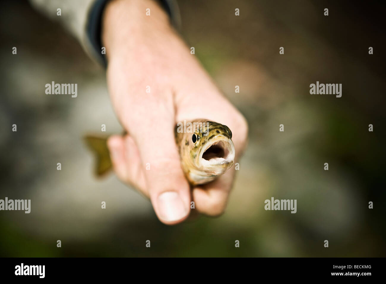 Close-up of a person's hand holding a fish Stock Photo - Alamy