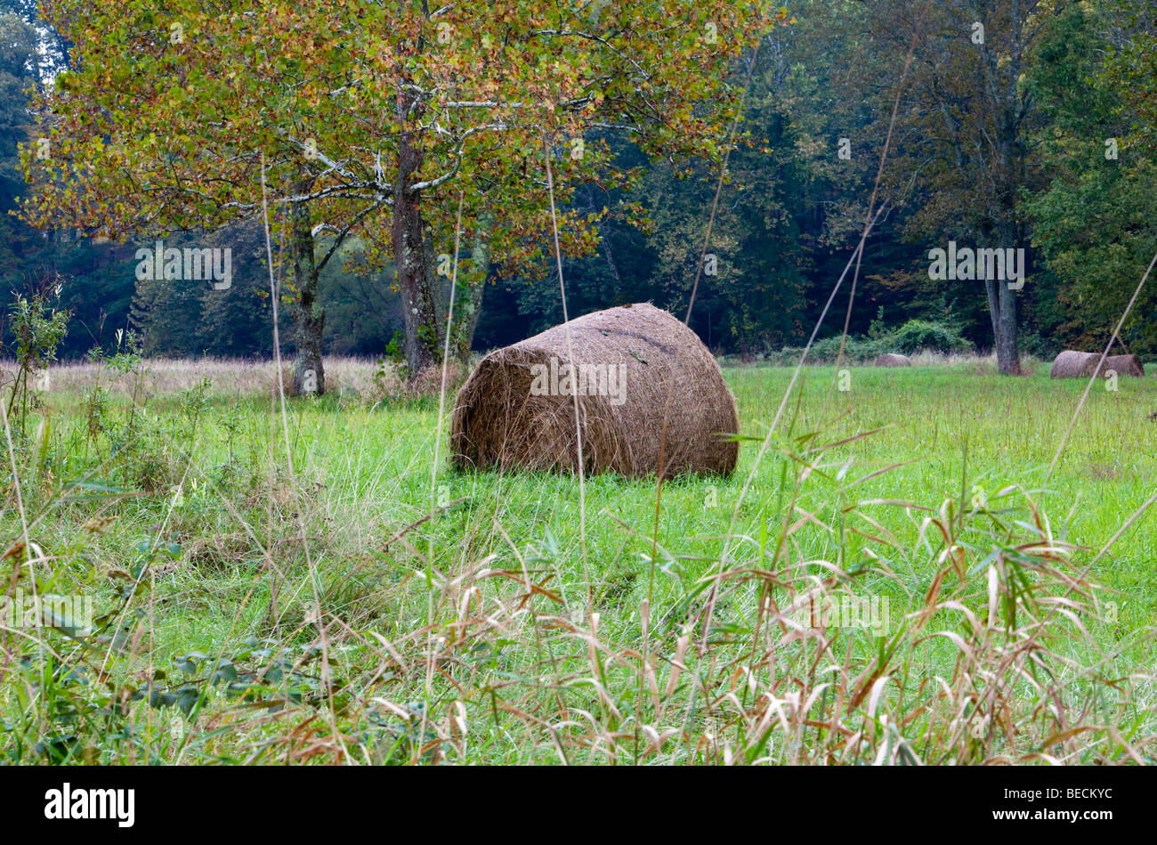 Large hay rolls hi-res stock photography and images - Alamy