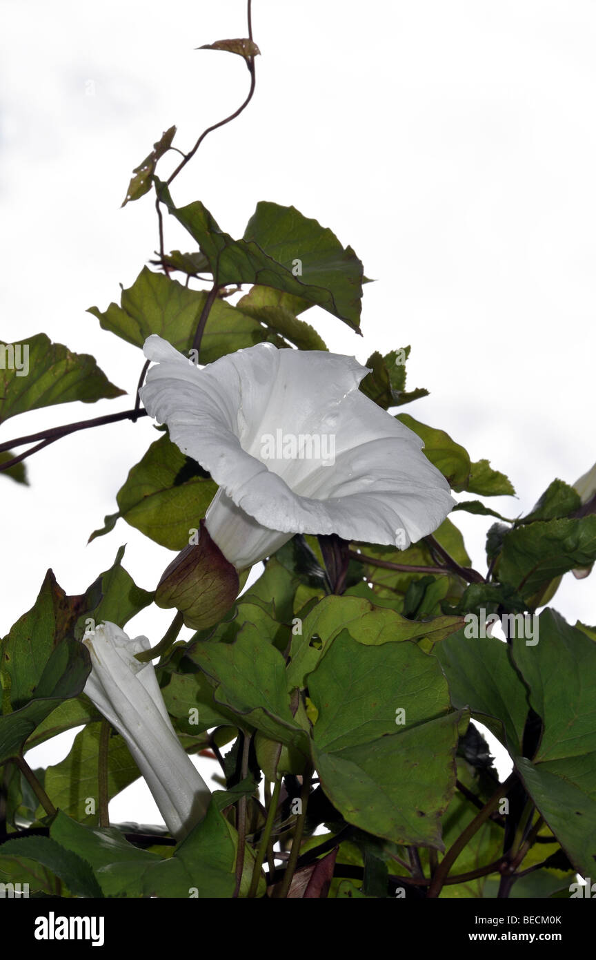Hedge Bindweed or Bellbine Stock Photo - Alamy
