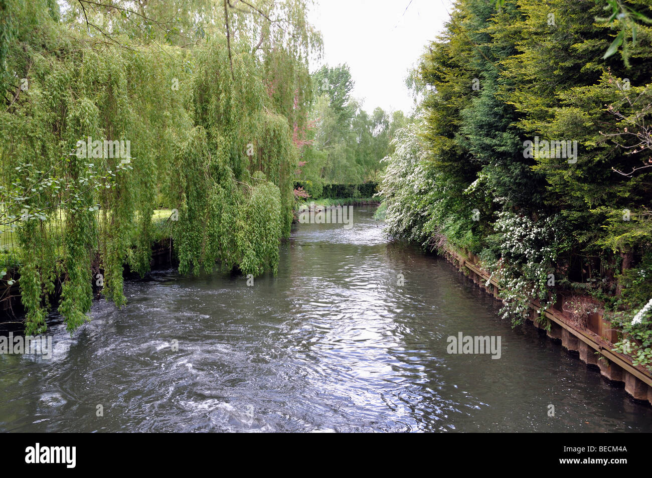 river with over hanging trees Stock Photo - Alamy