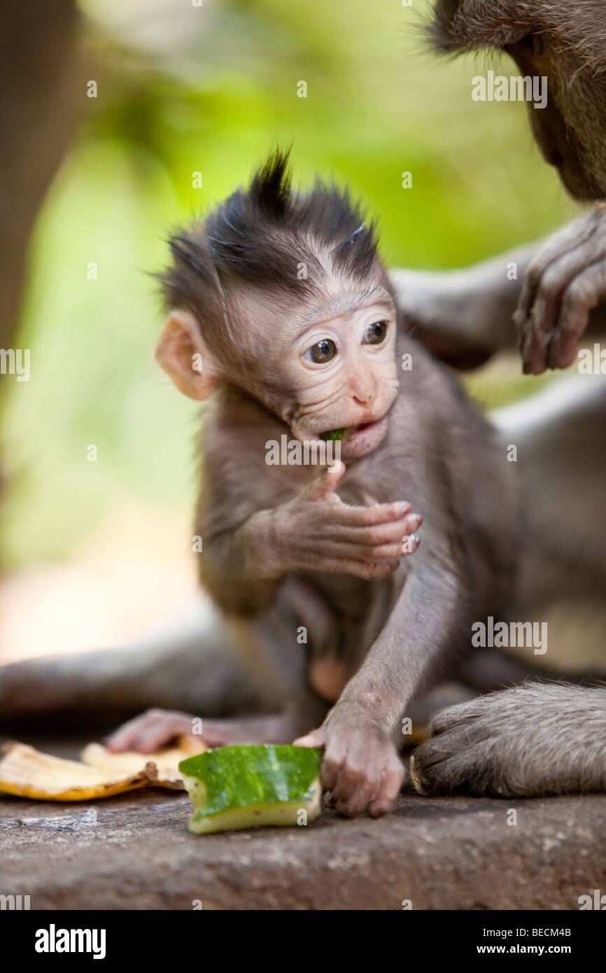Adorable little baby monkey eating a piece of cucumber in Sacred Monkey ...