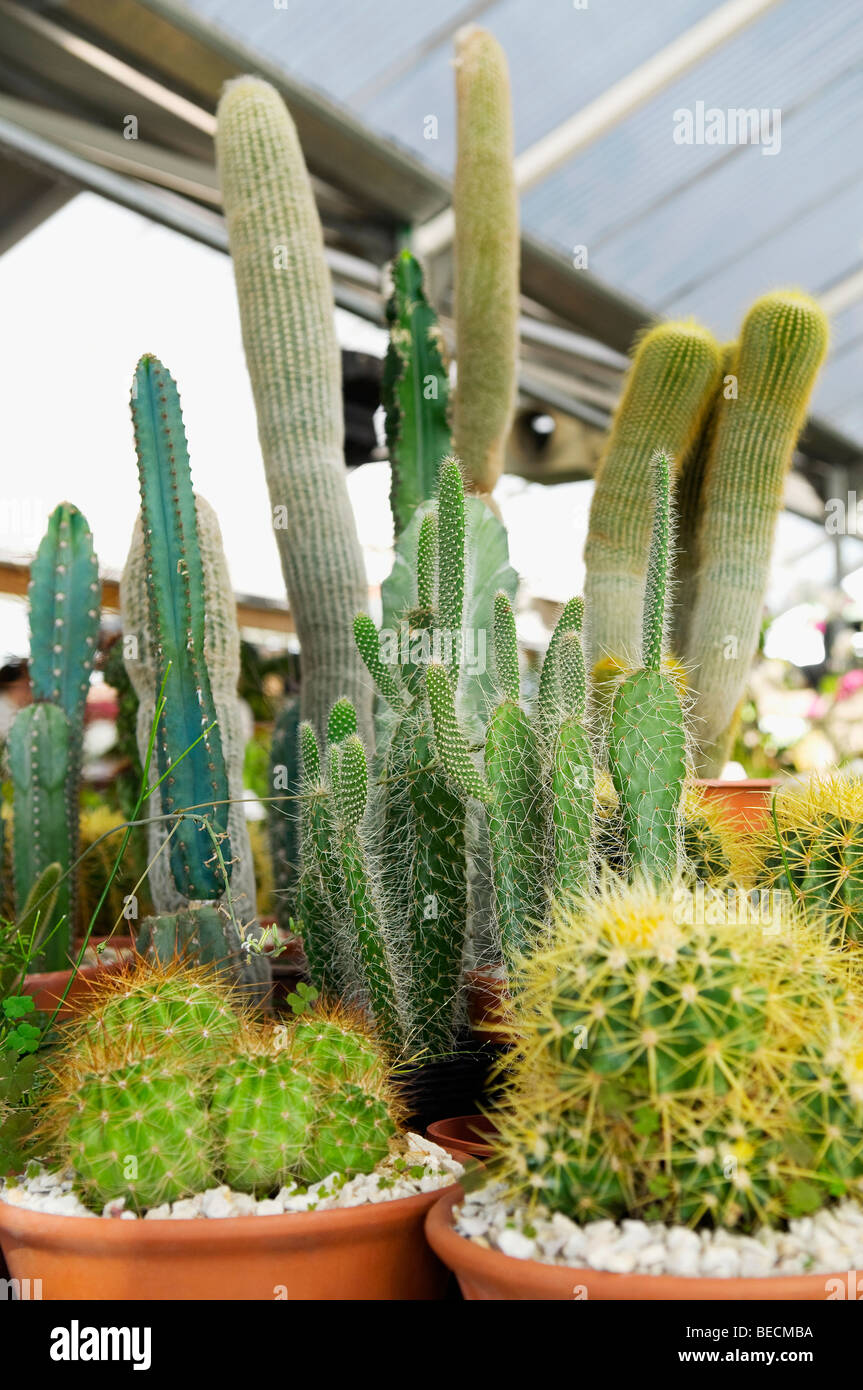 Potted cacti in a greenhouse Stock Photo - Alamy