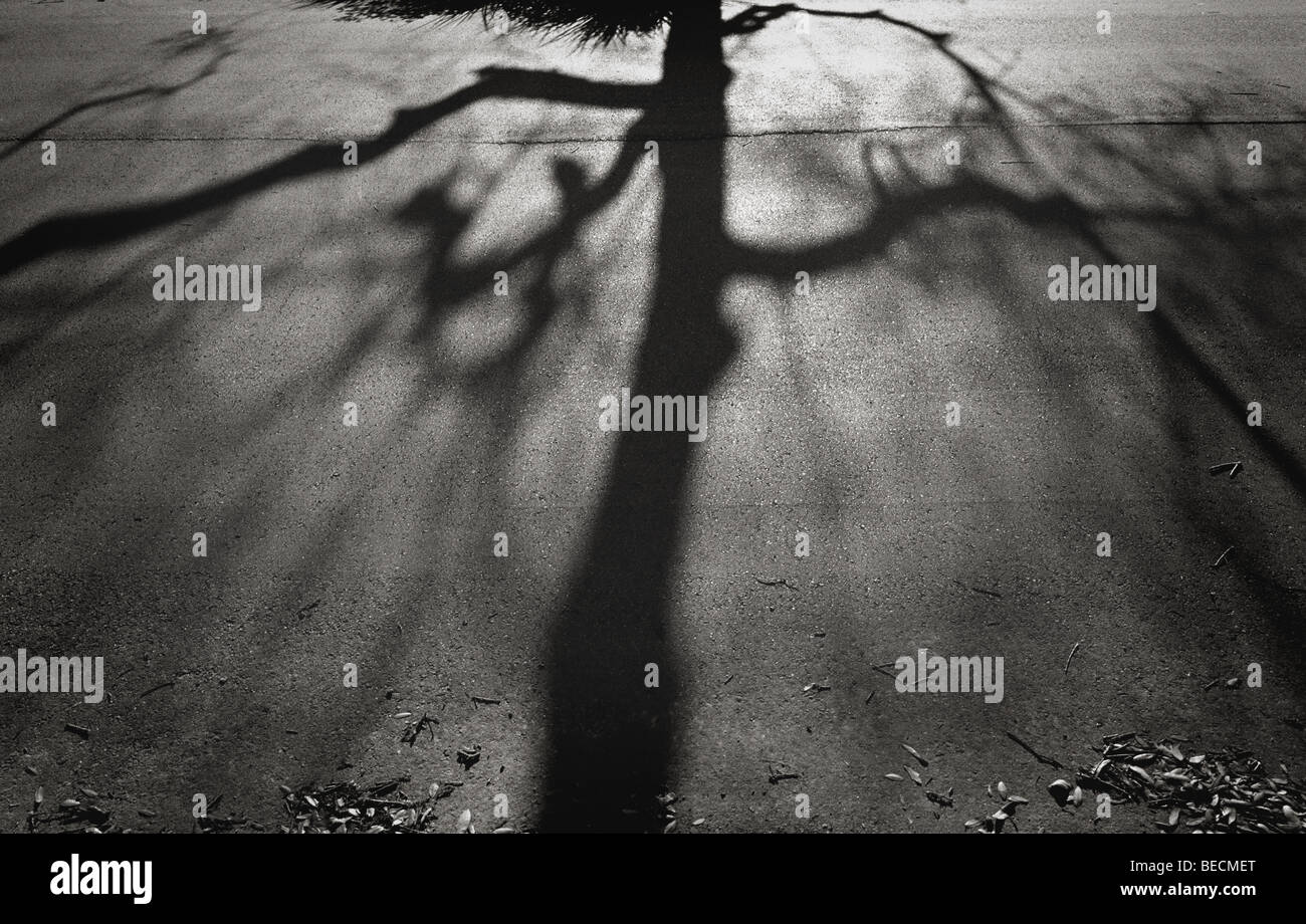 Shadow of a bare tree Stock Photo - Alamy