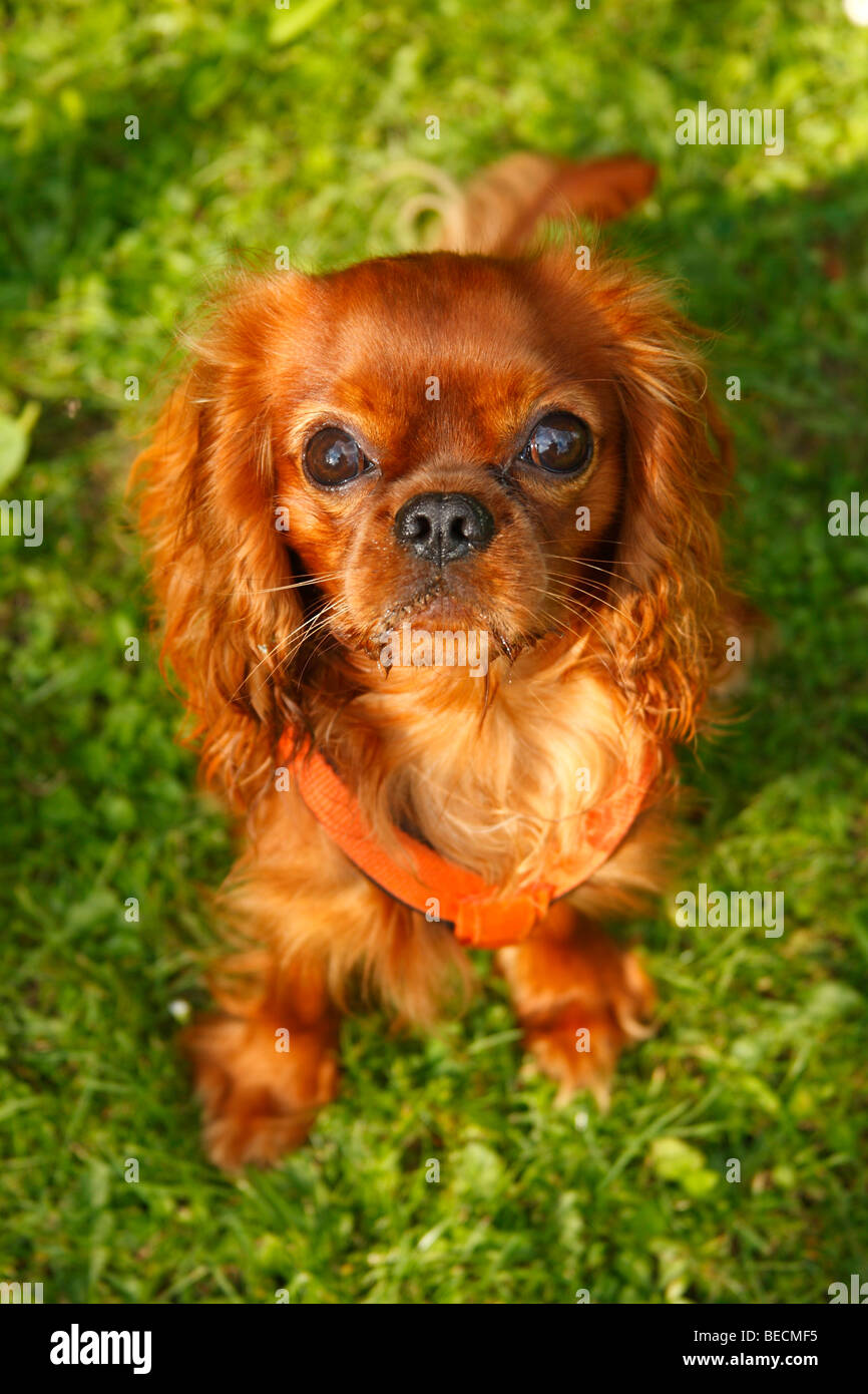 Cavalier King Charles Spaniel, ruby Stock Photo - Alamy