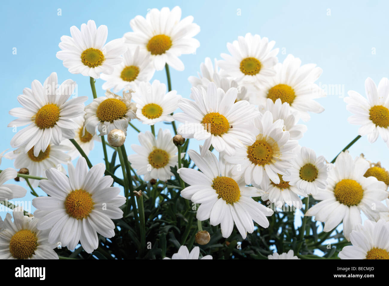 Margerite leucanthemum blutenpflanzen hi-res stock photography and ...