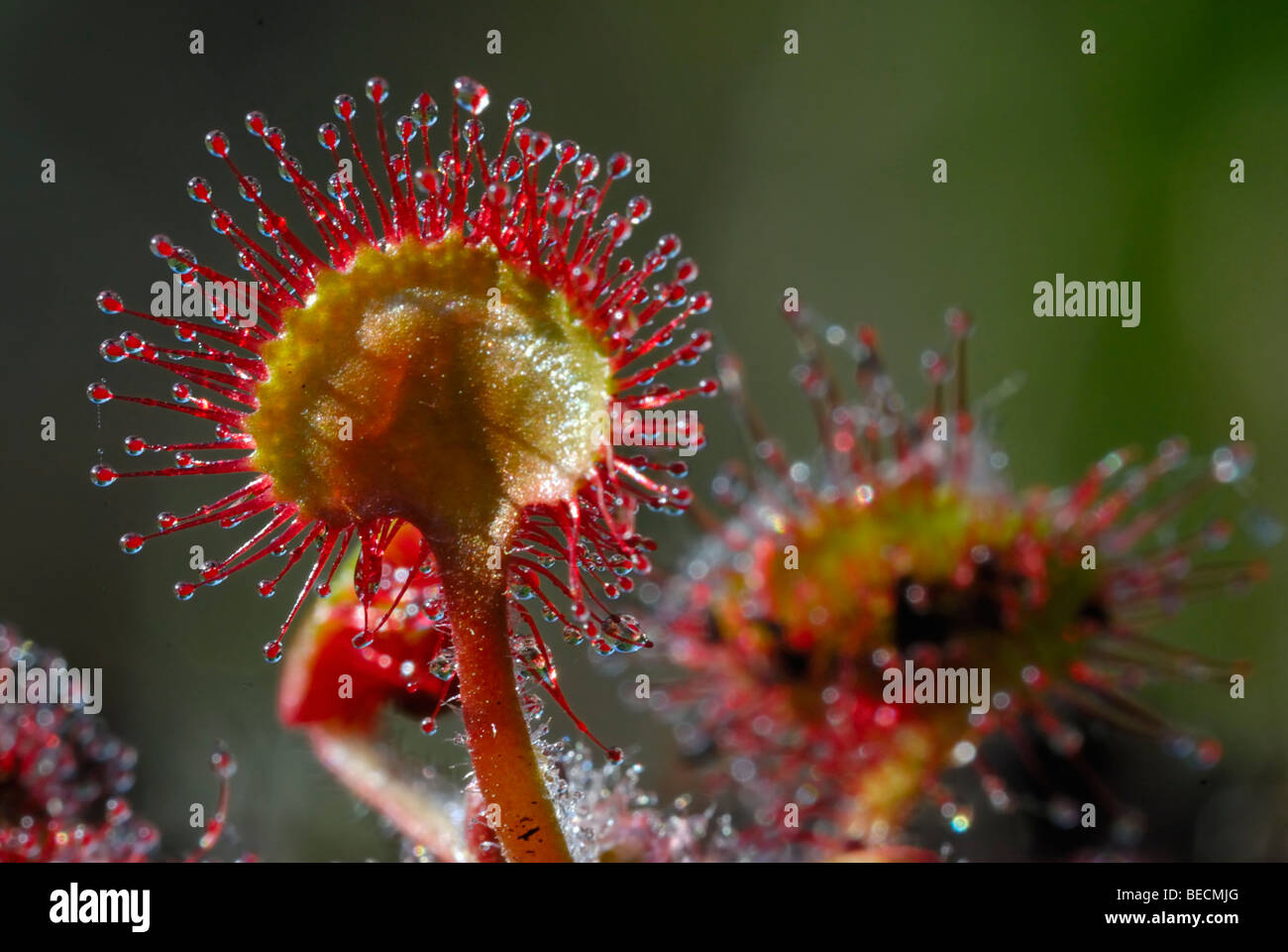 Round-leaved Sundew or Common Sundew (Drosera rotundifolia ...