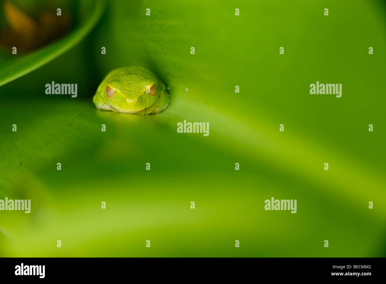 Small Green Tree Frog in a Swamp Lilly frond Stock Photo - Alamy
