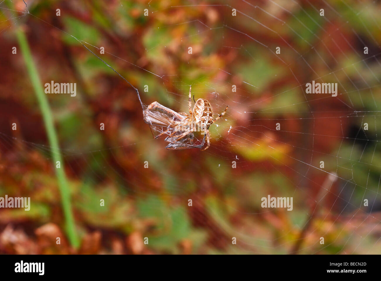 British garden spider Stock Photo - Alamy