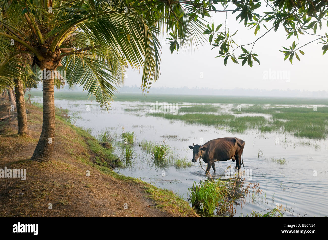 Tethered cow standing in paddy field in the Indian Backwaters, Kerala ...
