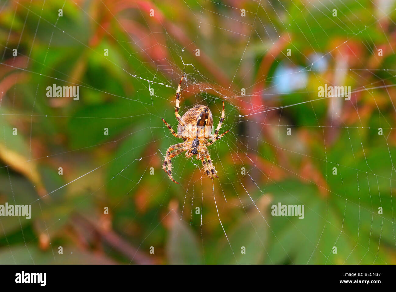 British garden spider Stock Photo - Alamy