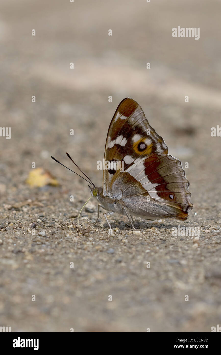 Purple Emperor Apatura iris Stock Photo - Alamy