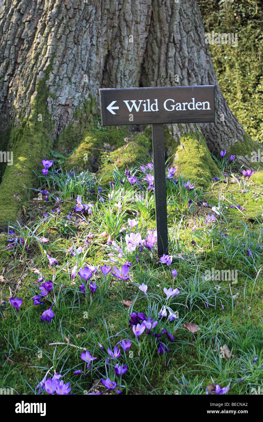 Garden crocuses hi-res stock photography and images - Alamy