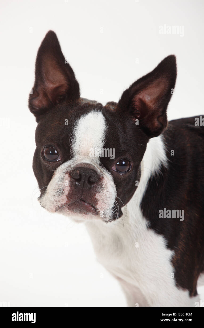 Male boston terrier hi-res stock photography and images - Alamy