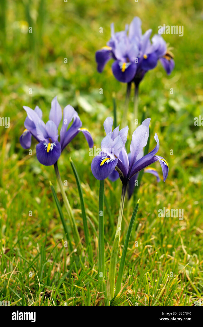 Iris reticulata varieties hi-res stock photography and images - Alamy
