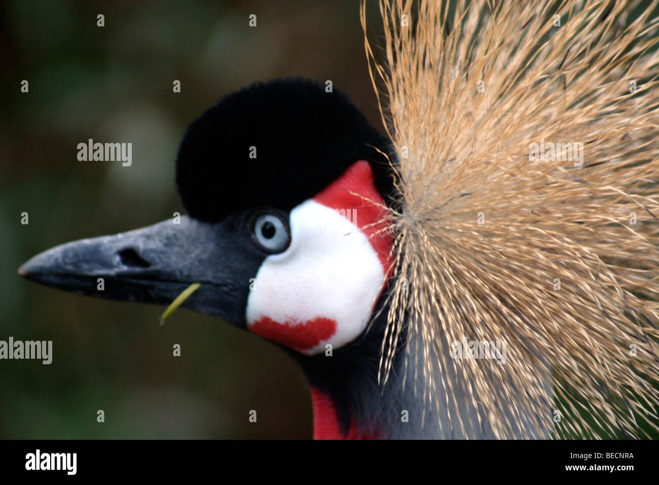 Cranes head hi-res stock photography and images - Alamy