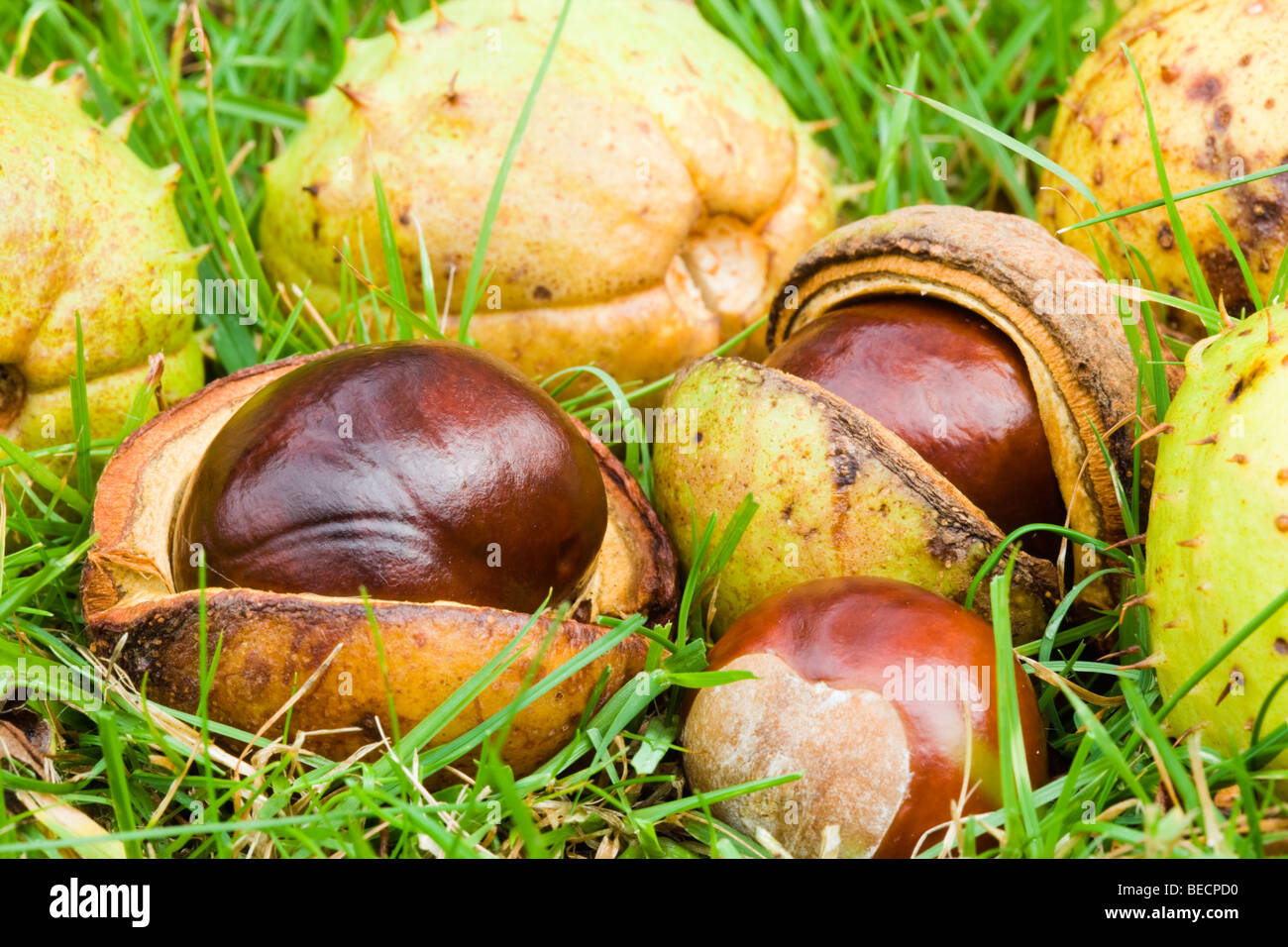 Fallen conkers. Horse-chestnut, Aesculus hippocastanum. UK Stock Photo ...