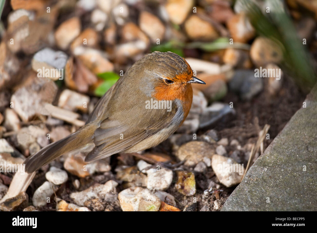 Robin and garden hi-res stock photography and images - Alamy