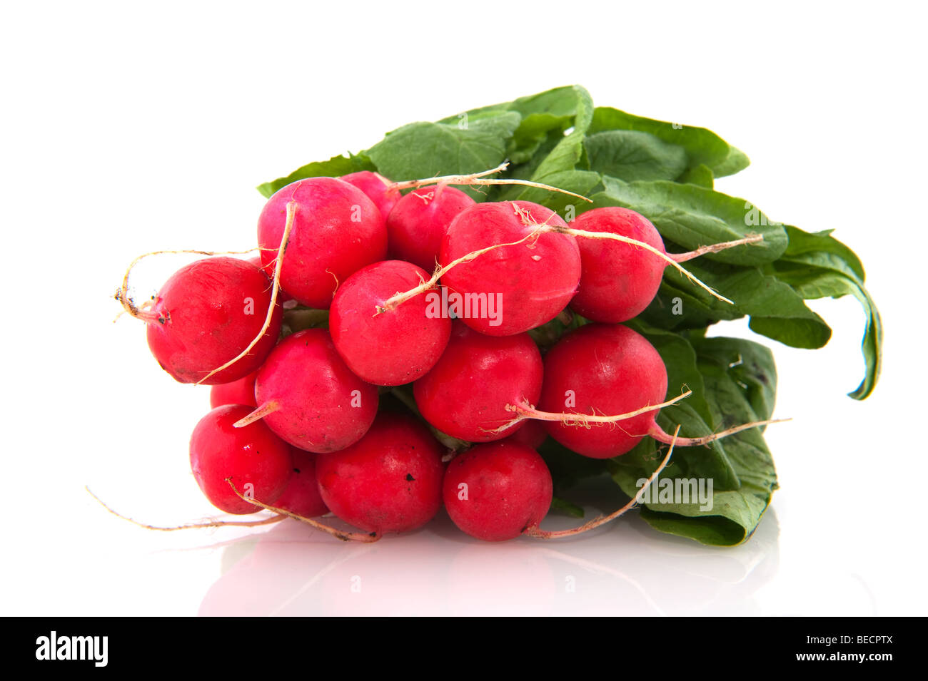 Freshness red radish in a bunch isolated over white Stock Photo - Alamy