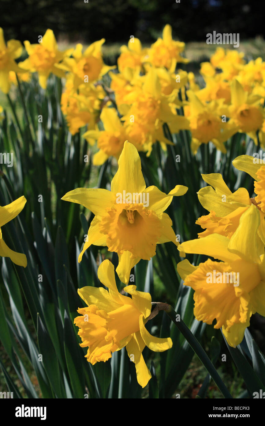 Spring flowering daffodils, Sussex, England, UK Stock Photo - Alamy Spring flowering daffodils, Sussex, England, UK Stock Photo - Alamy