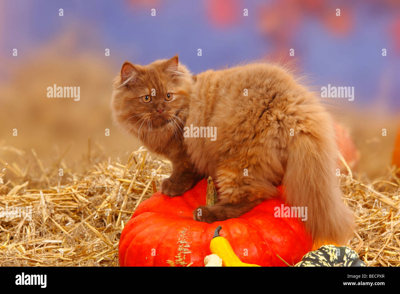British Longhair Cat, cinnamon-tortie / Highlander, Lowlander ...