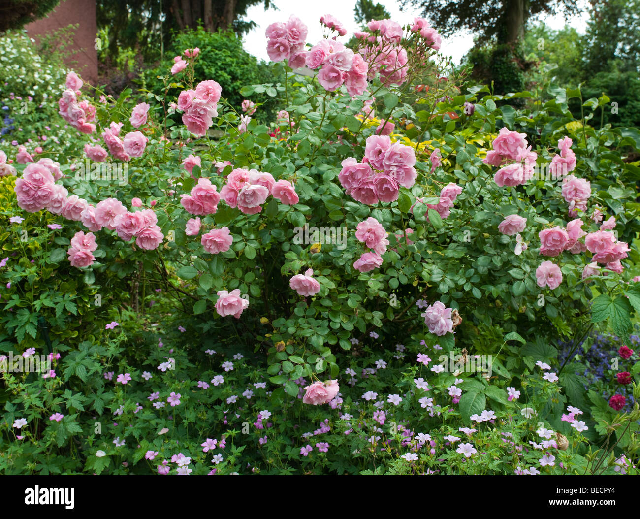 Garden shrub rose hi-res stock photography and images - Alamy