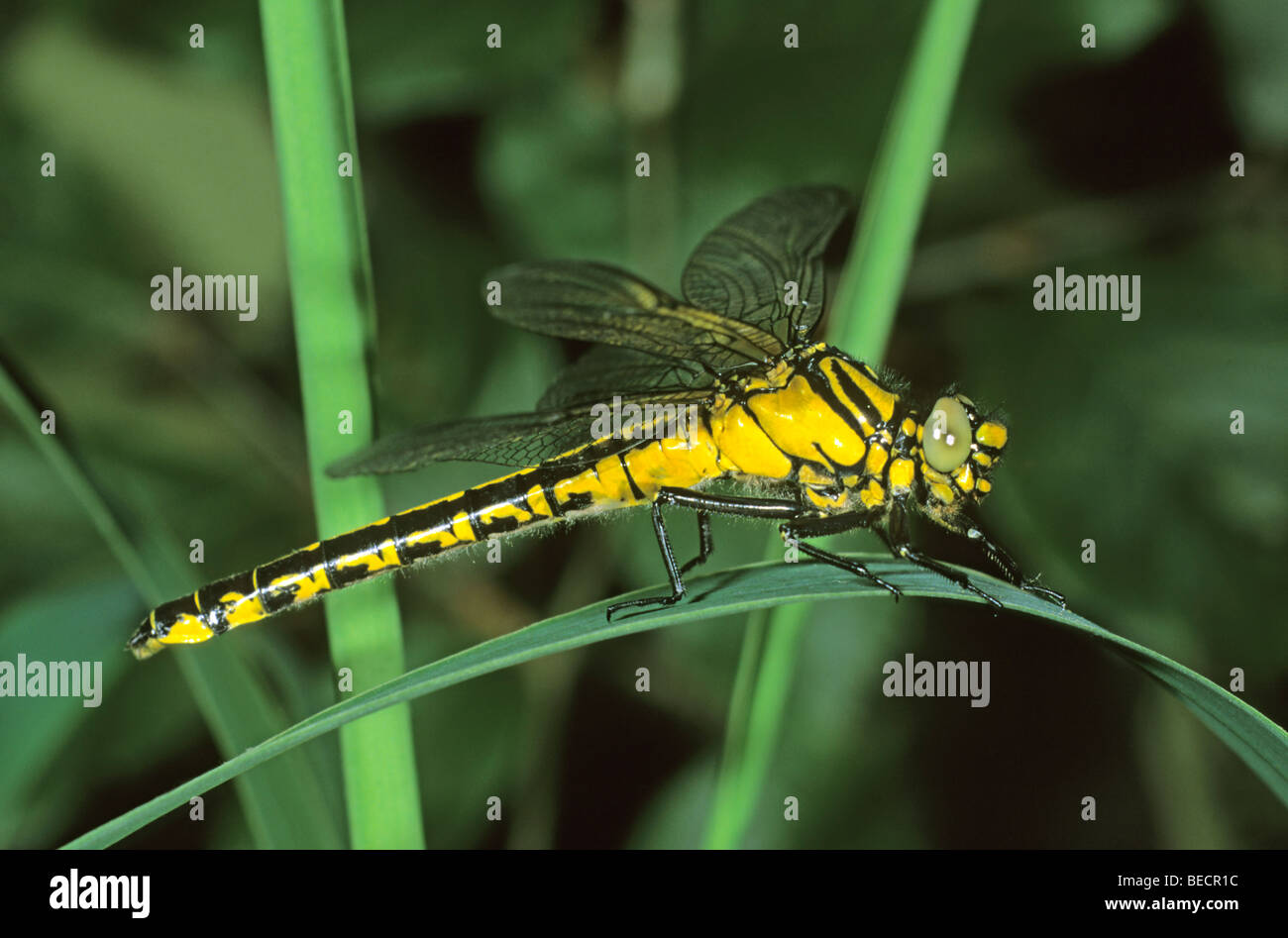 Club libelle hi-res stock photography and images - Alamy