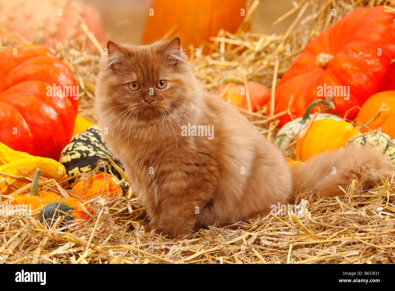 Cinnamon tortie straw hi-res stock photography and images - Alamy