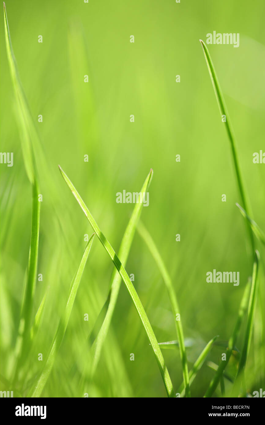 Abstract green grass background Stock Photo - Alamy