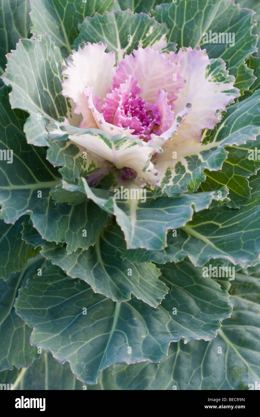 Pink Ornamental kale (Borecole Stock Photo - Alamy